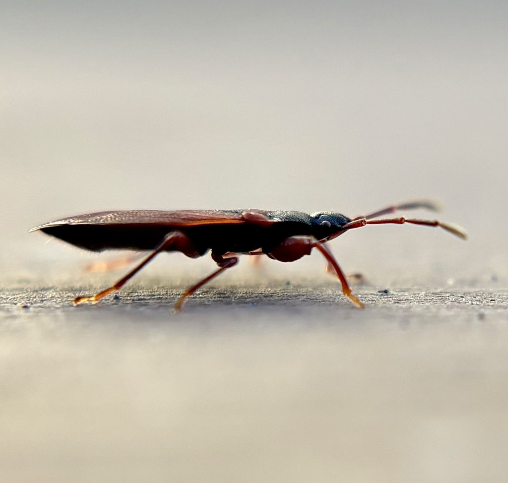 Gastrodes pacificus from Eighth Pl NE, Lake Stevens, WA, US on January ...