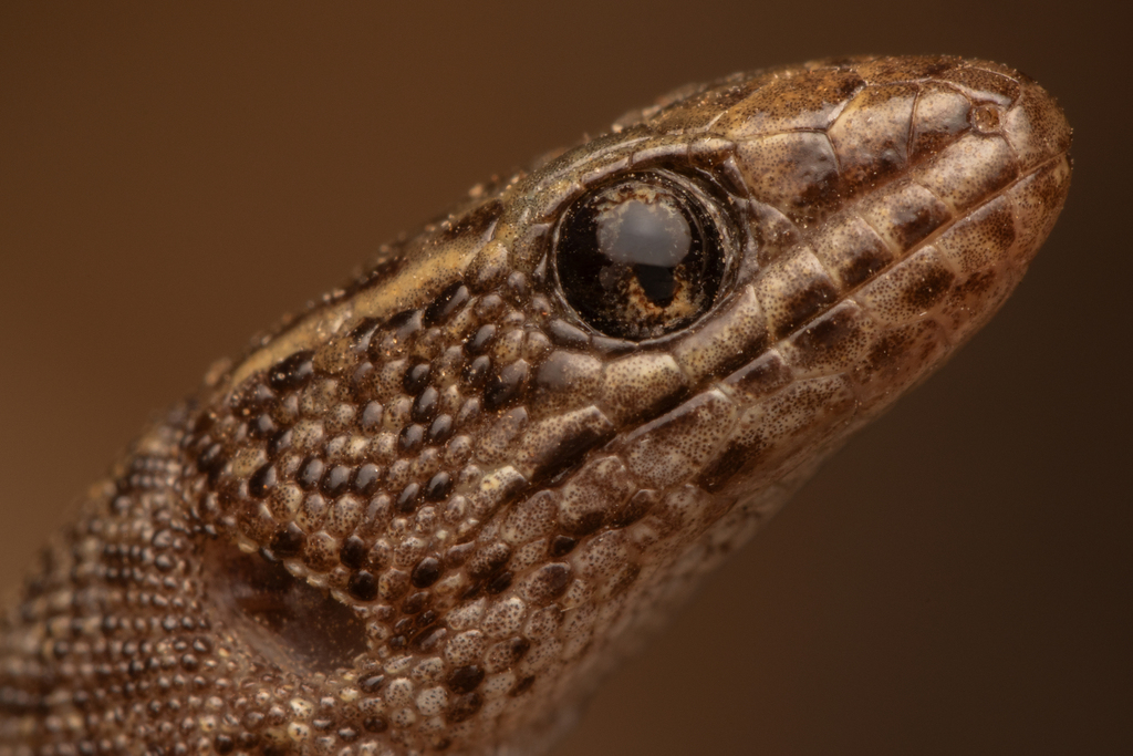 Desert Night Lizard in March 2025 by Prakrit Jain. In Mojave Yucca ...