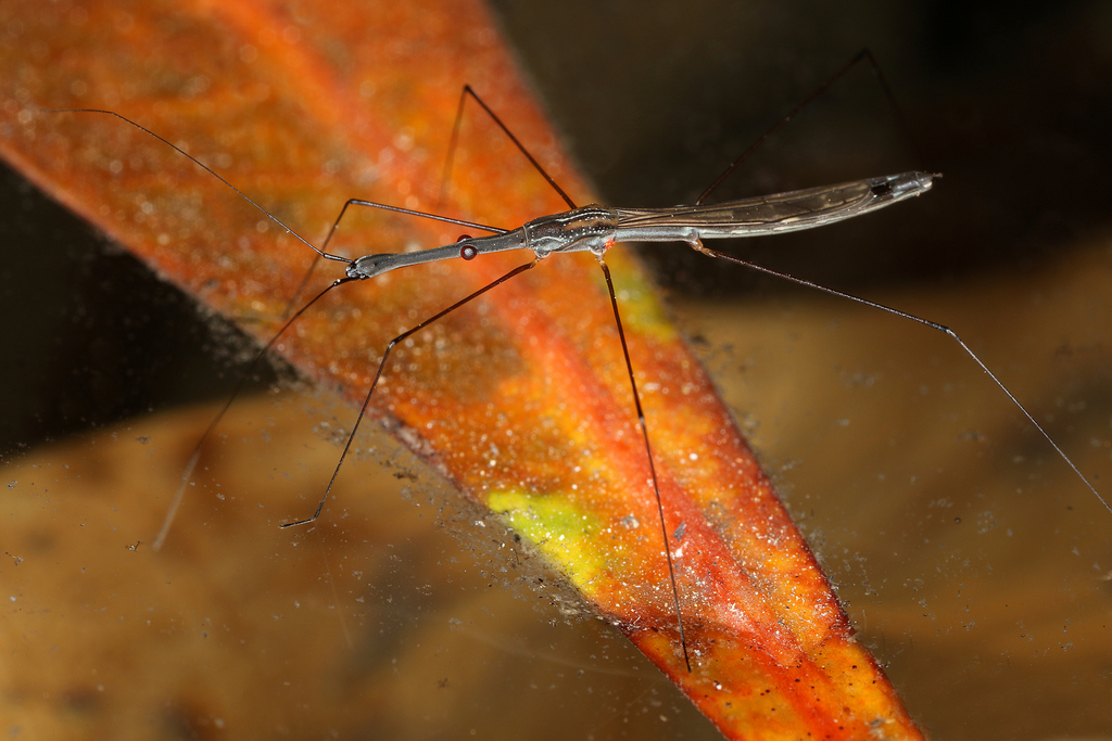 Hydrometra from Madagaskar, Namoroka, Camp (Mangrove Forest) on October ...