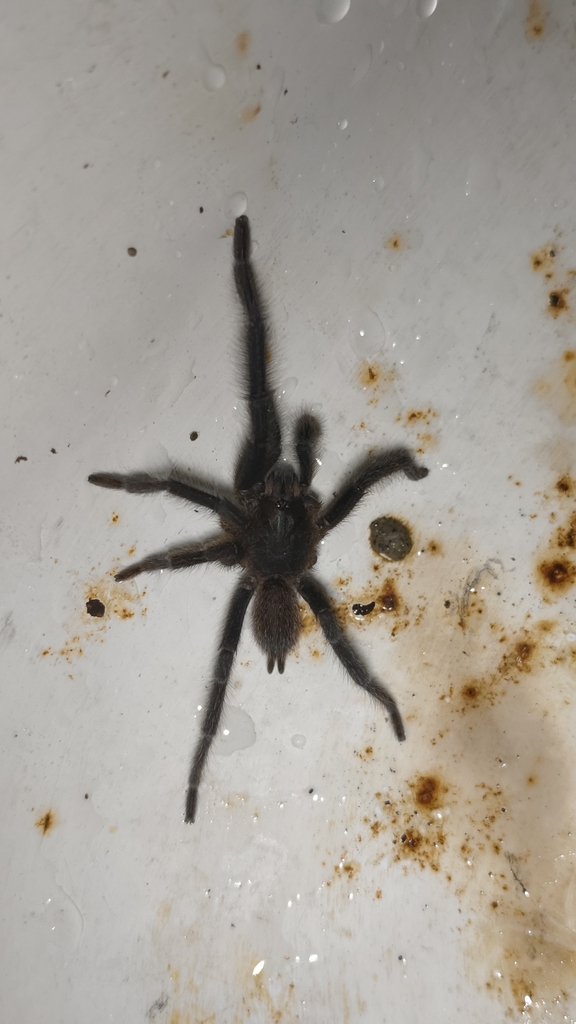 Asia-Pacific Tarantulas from Purakan, Linamon, Lanao del Norte ...