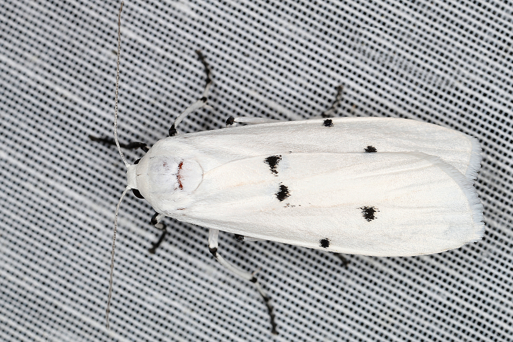 Eilema from Madagaskar, Namoroka, ricefield on October 21, 2016 at 10: ...