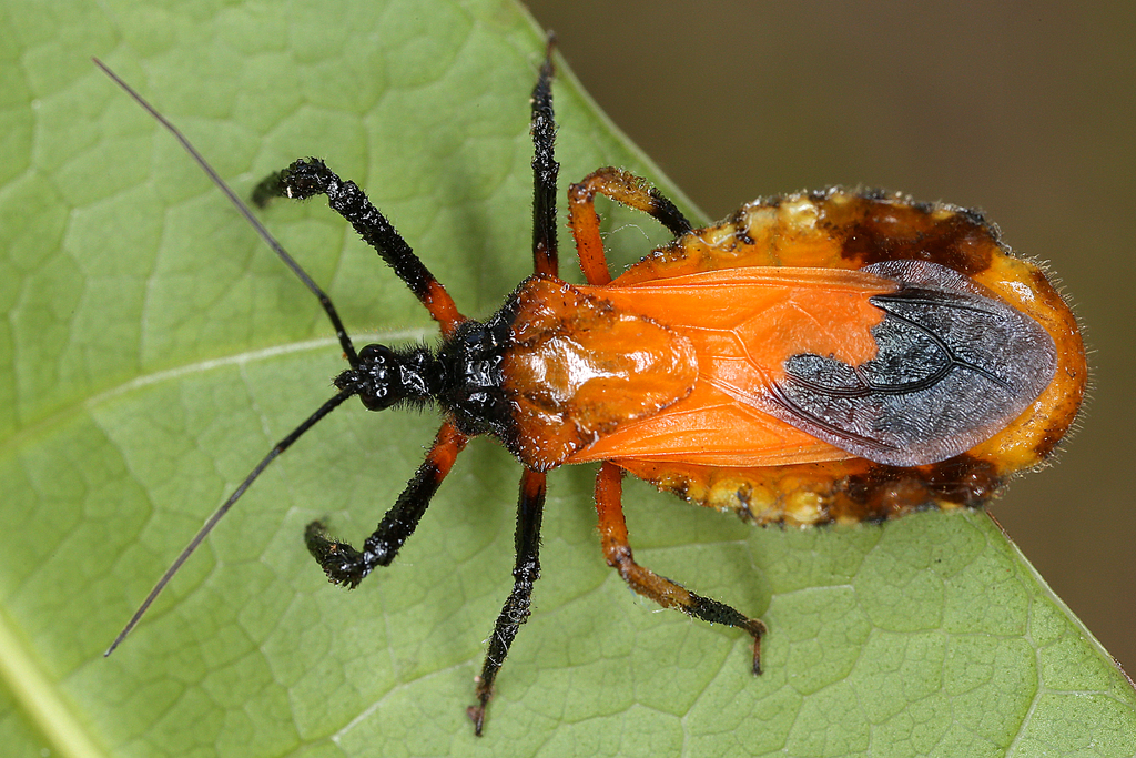 Cleontes from Soalala, Madagaskar on October 22, 2016 at 10:57 AM by ...