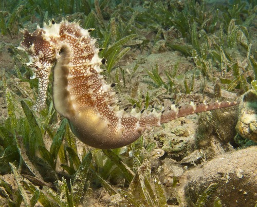 Jayakar's seahorse - Alchetron, The Free Social Encyclopedia Jayakar's seahorse - Alchetron, The Free Social Encyclopedia