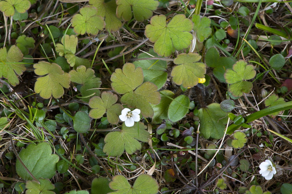 Small-leaved cranesbill in January 2020 by David Lyttle. Geranium ...