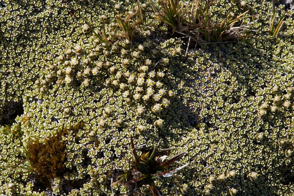 Raoulia hectorii mollis in January 2020 by David Lyttle. Raoulia ...