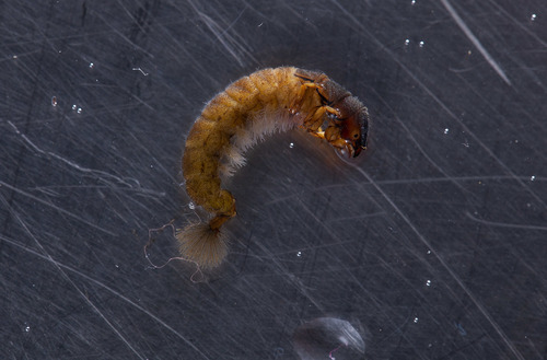 Hydropsyche fimbriata · iNaturalist