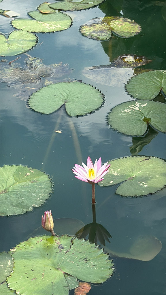 Hairy water-lily from Iskandar Puteri, Johore, MY on August 17, 2025 at ...