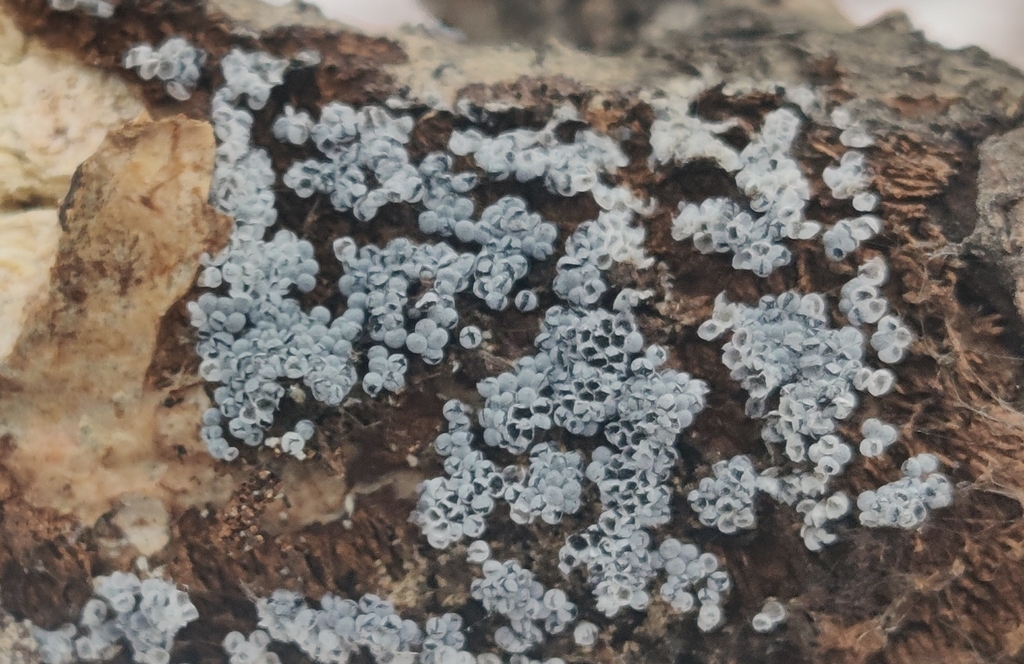 Badhamia utricularis in January 2026 by findinthings · iNaturalist