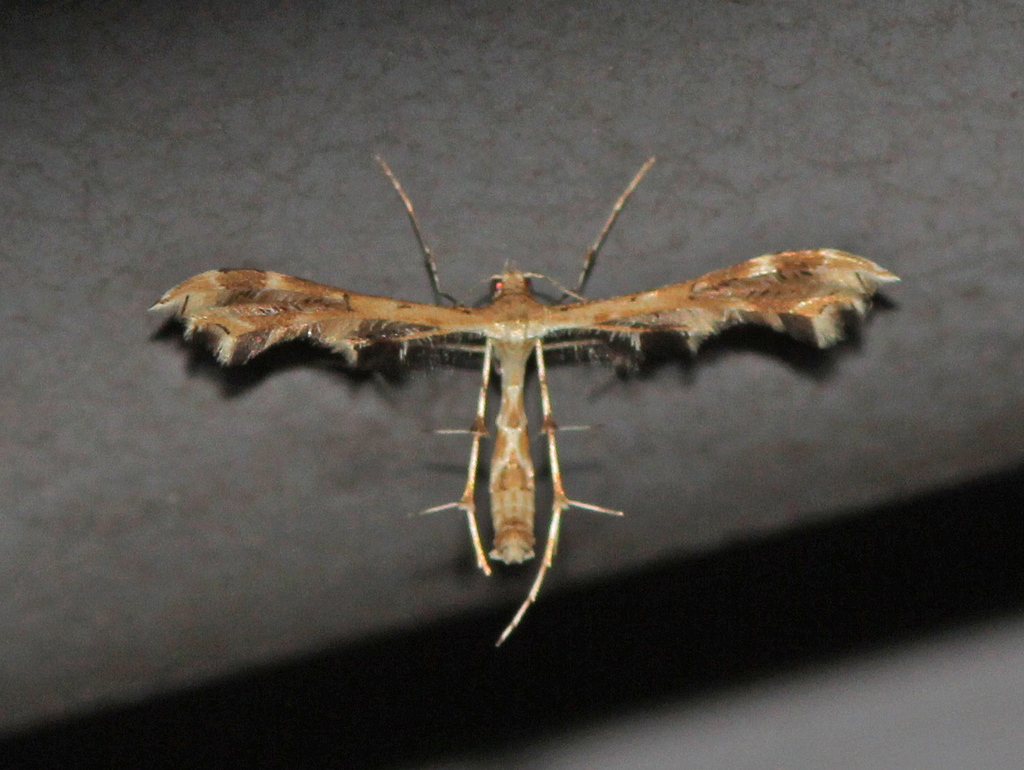 Fire-flag Plume Moth from Kaniyo Pabidi, Uganda on February 7, 2014 at ...