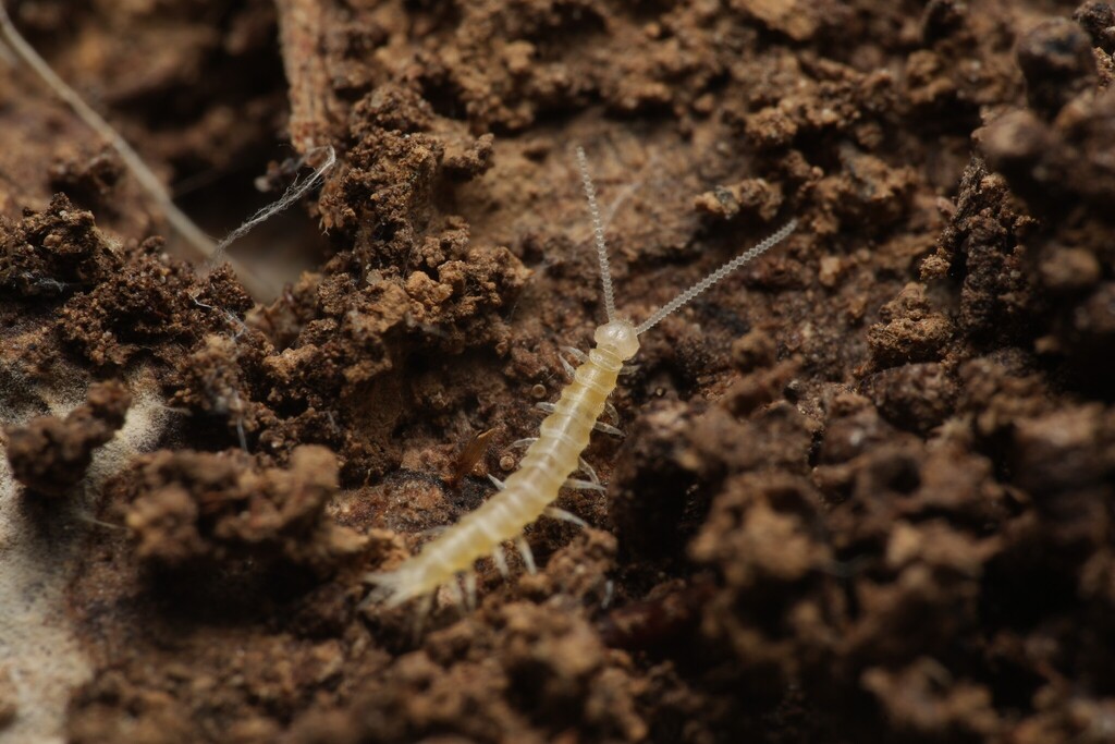 Scutigerellidae from 545台灣南投縣埔里鎮 on January 16, 2026 at 03:36 PM by ...