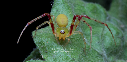 Epidius parvati · iNaturalist United Kingdom