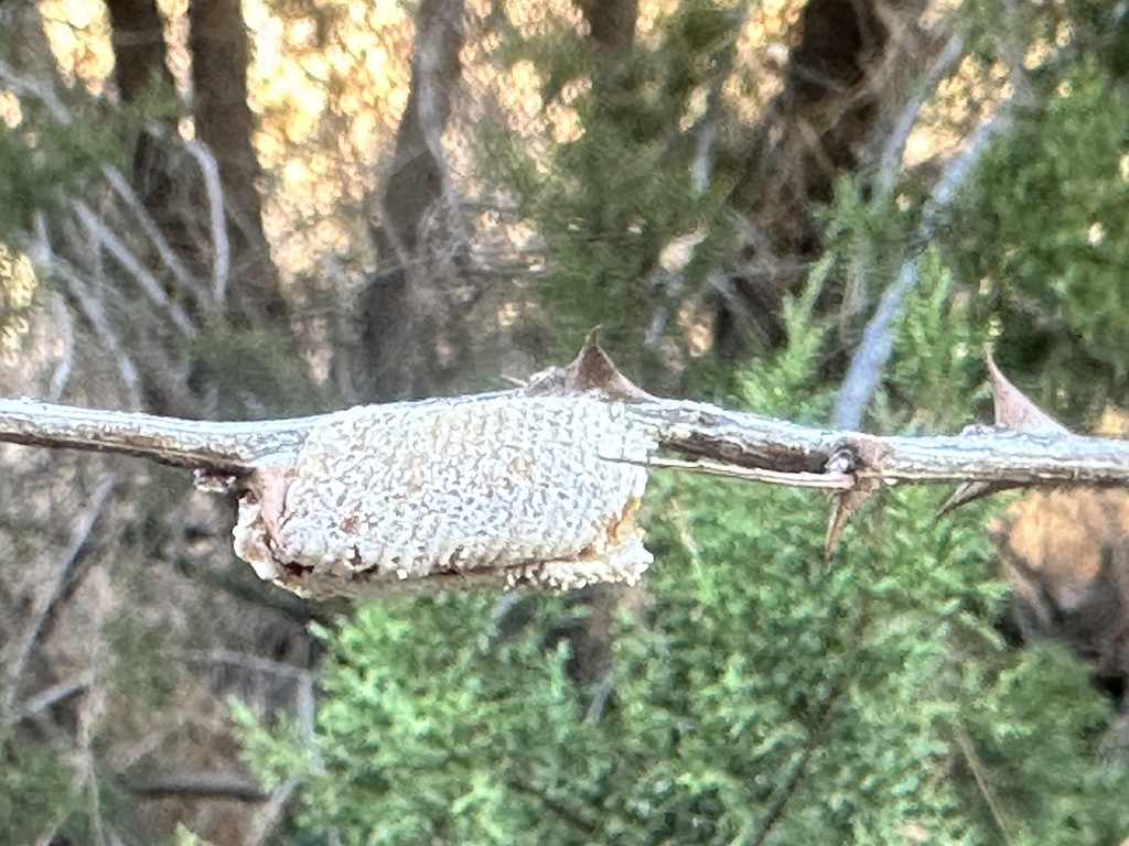 Sonoran Tiger Mantis from Presidio, TX, US on January 16, 2026 at 10:17 ...