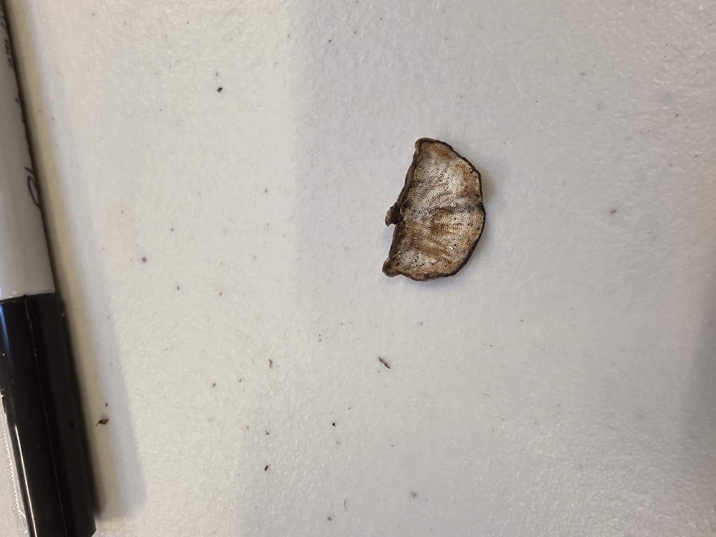 Datronia stereoides from Occidental, CA 95465, USA on January 16, 2026 ...