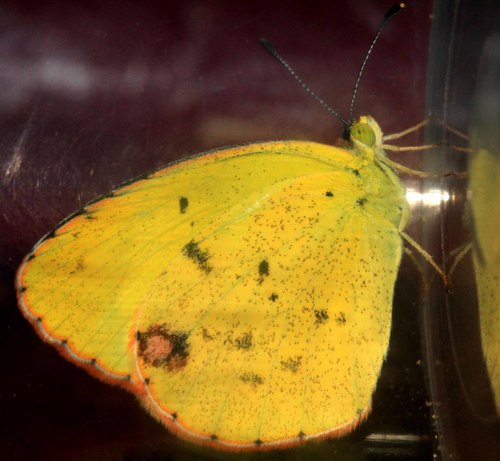 Subspecies Eurema lisa euterpe · iNaturalist