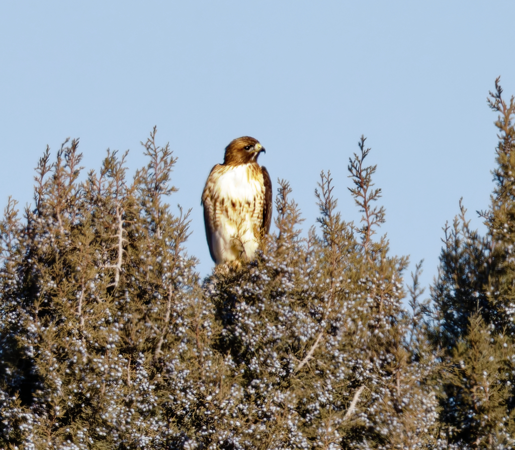 Red-tailed Hawk from Millard County, UT, USA on January 16, 2026 at 12: ...