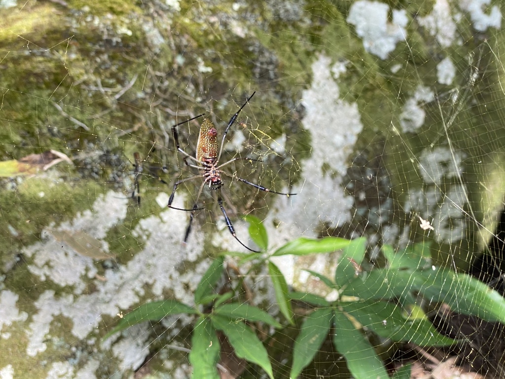 Golden Silk Spider from Villa Sandino, Chontales, NI on February 04 ...