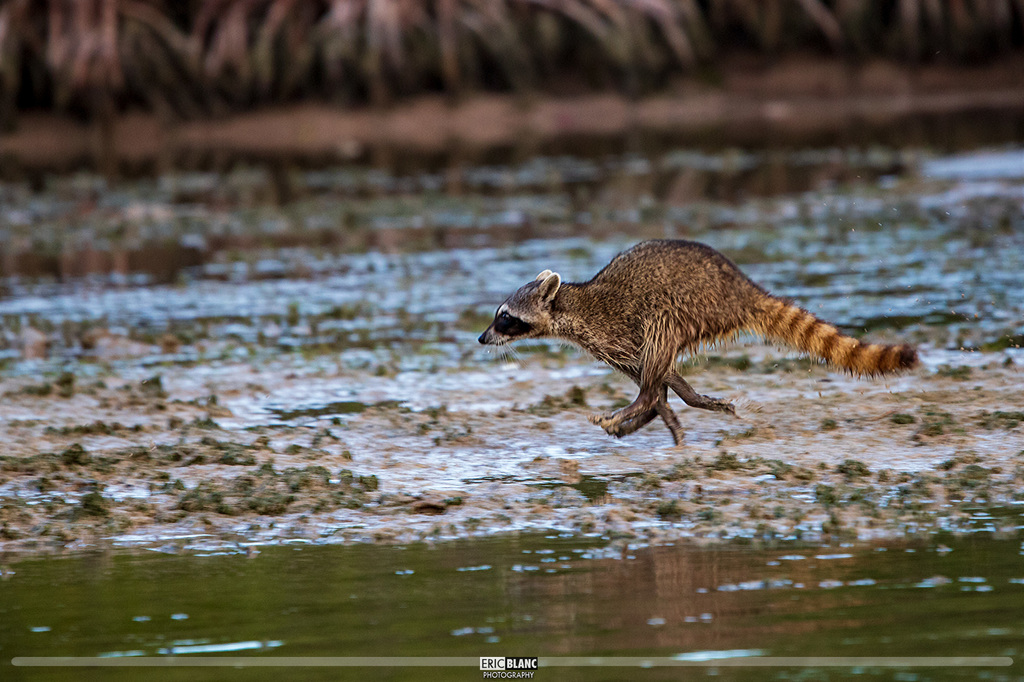 Common Raccoon from Río Lagartos Municipality, Yucatan, Mexico on ...