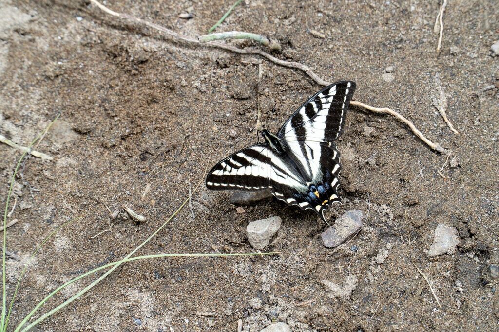Pale Swallowtail from Black Canyon of the Gunnison National Park ...