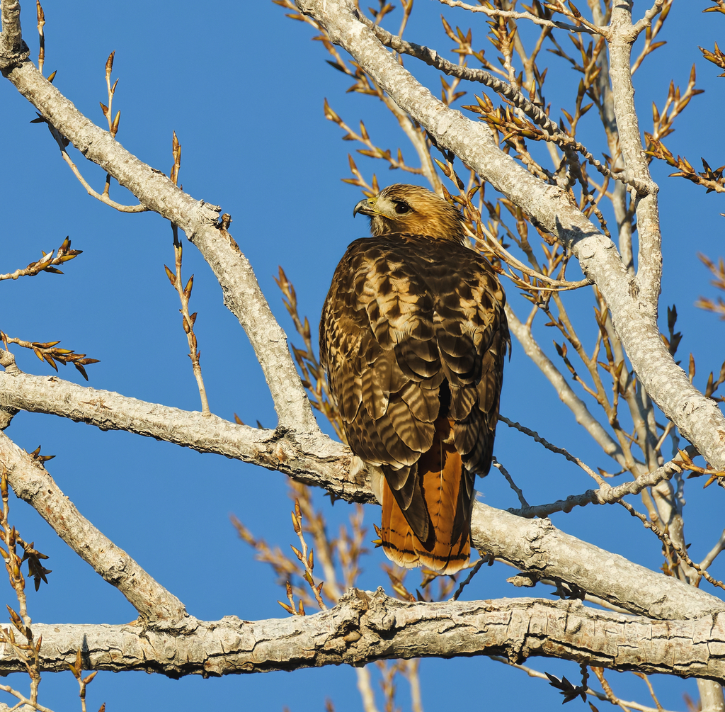 Red-tailed Hawk from Millard County, UT, USA on January 17, 2026 at 04: ...