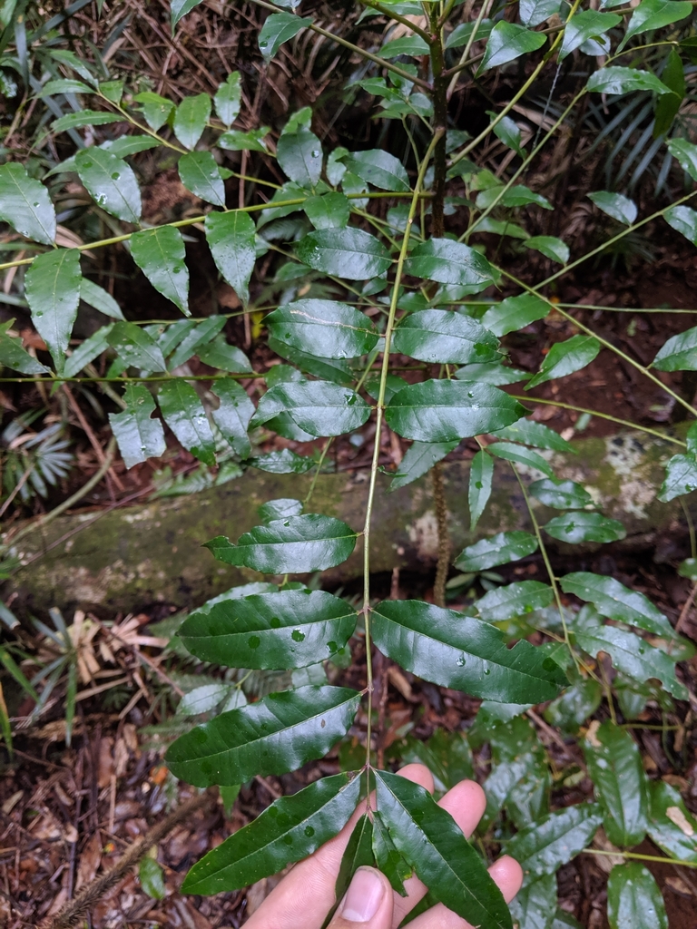 Satin Tree from Springbrook QLD 4213, Australia on February 5, 2020 at ...