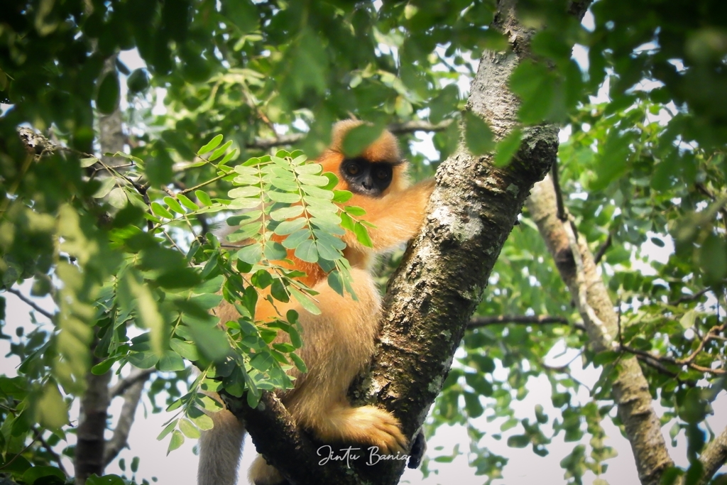 Capped Lutung in September 2018 by Jintu Kr Bania · iNaturalist