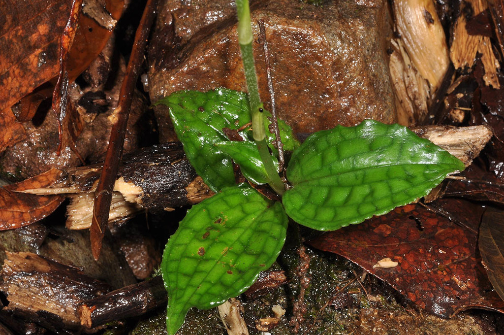 Schuitemania merrillii (Philippines Endemic Orchids) · iNaturalist