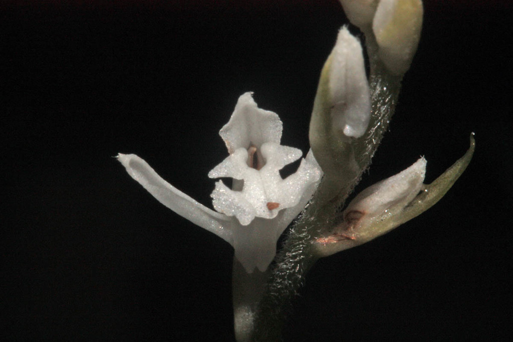Schuitemania merrillii (Philippines Endemic Orchids) · iNaturalist