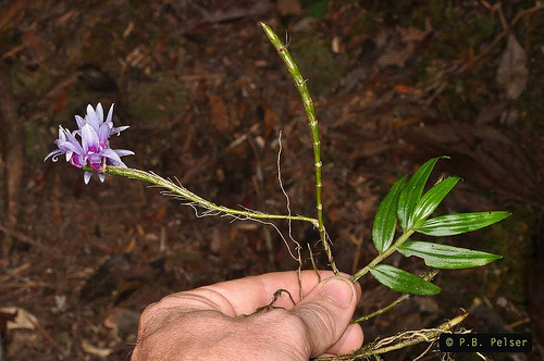 Dendrobium yeageri (Philippines Endemic Orchids) · iNaturalist