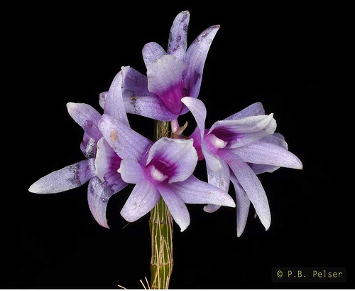 Dendrobium yeageri (Philippines Endemic Orchids) · iNaturalist