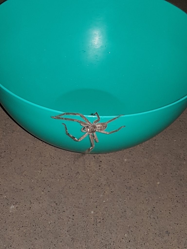 Victorian Huntsman Spider from Caulfield North VIC 3161, Australia on ...