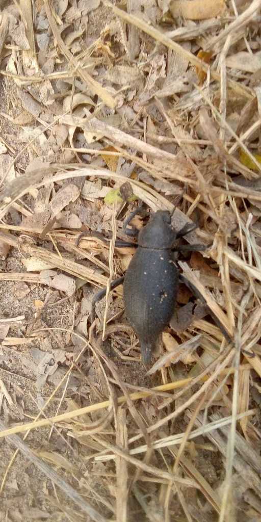 Eleodes acuticauda from Municipio La Antigua, Ver., México by Luzbella ...