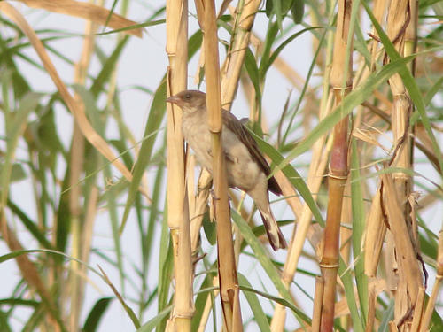 Subspecies Indicator minor riggenbachi · iNaturalist United Kingdom