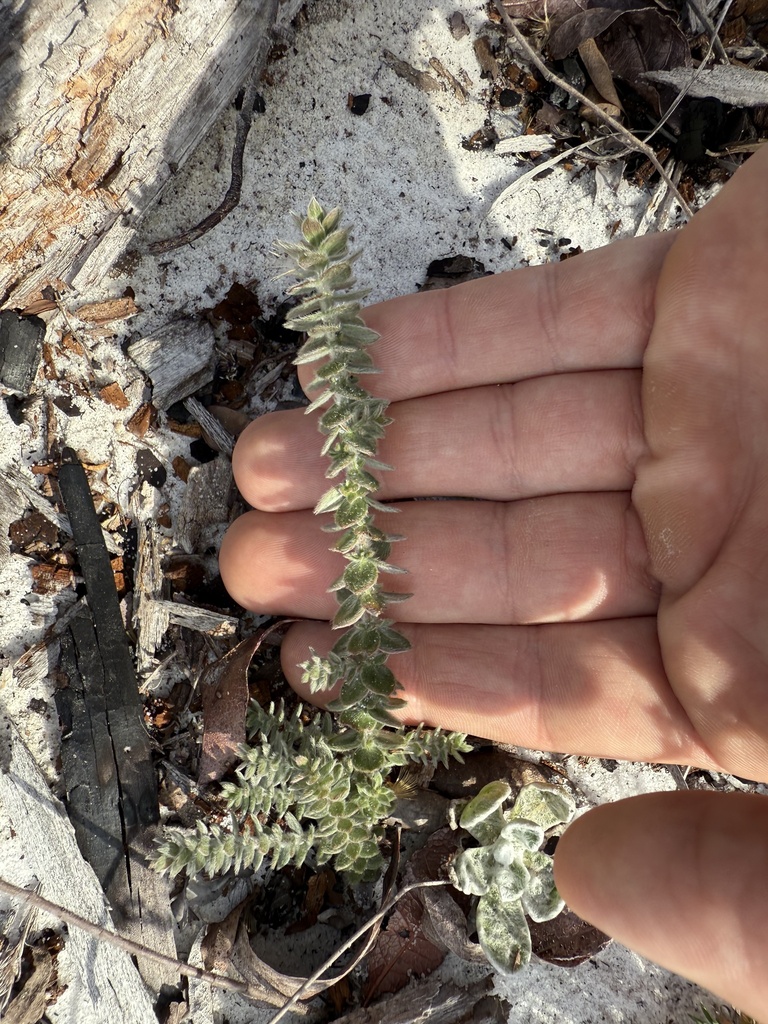 Nodding Pinweed from Highlands Hammock State Park, Sebring, FL, US on ...