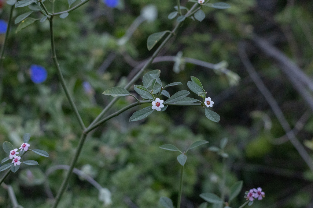 Baja Spurge from La Paz, BCS, Mexico on January 13, 2026 at 04:48 PM by ...