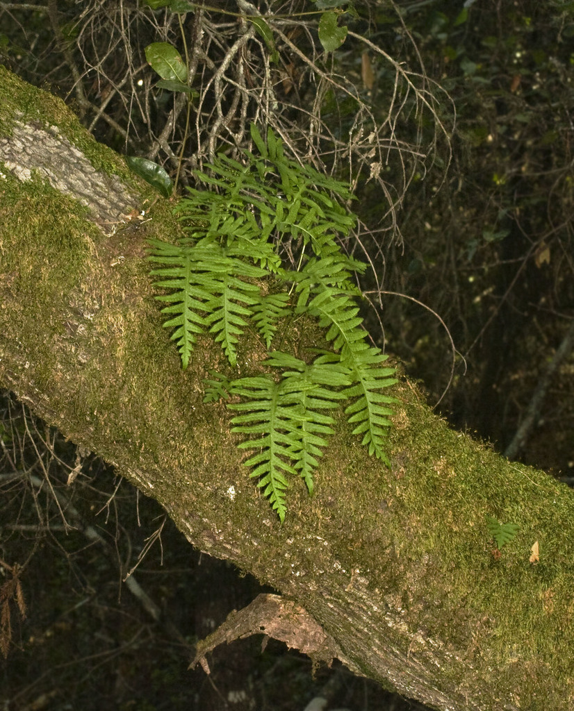 polypody ferns from Santa Cruz County, CA, USA on February 04, 2020 at ...