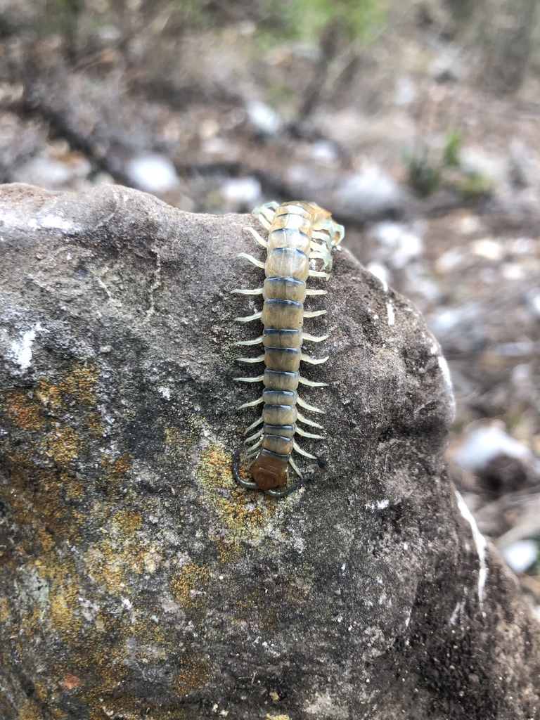 Common Desert Centipede from Galeana, NL, MX on February 2, 2020 at 01: ...