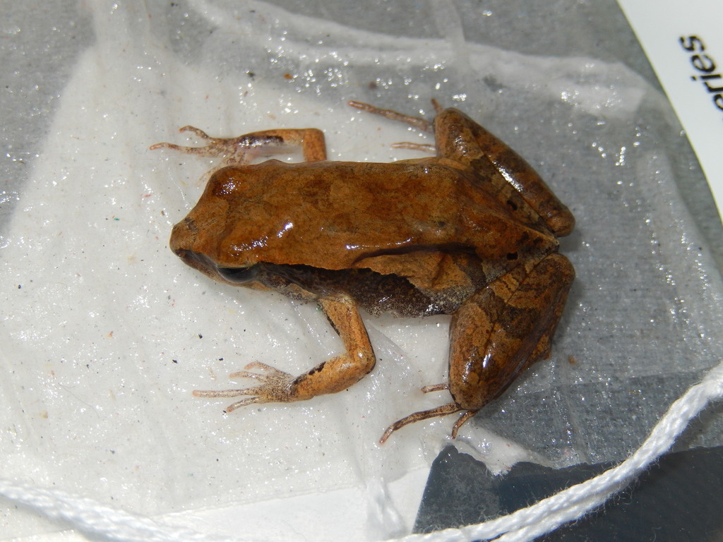 Pale-legged Weeping Frog from Pirané, Formosa, Argentina on January 12 ...