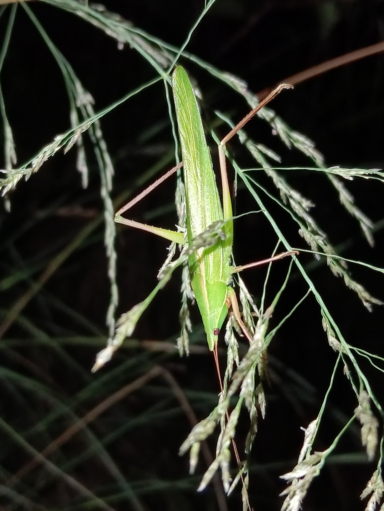 Euconocephalus varius from 日本、〒680-0947 鳥取県鳥取市湖山町西 on October 25, 2024 ...