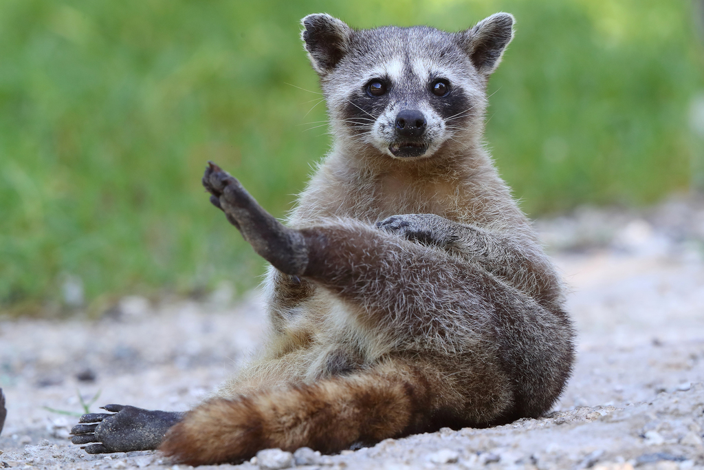 Pygmy Raccoon (Procyon pygmaeus) - Know Your Mammals