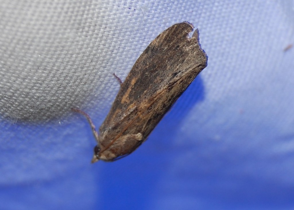 Greater Wax Moth from Cibola Addition, Albuquerque, NM 87112, USA on ...