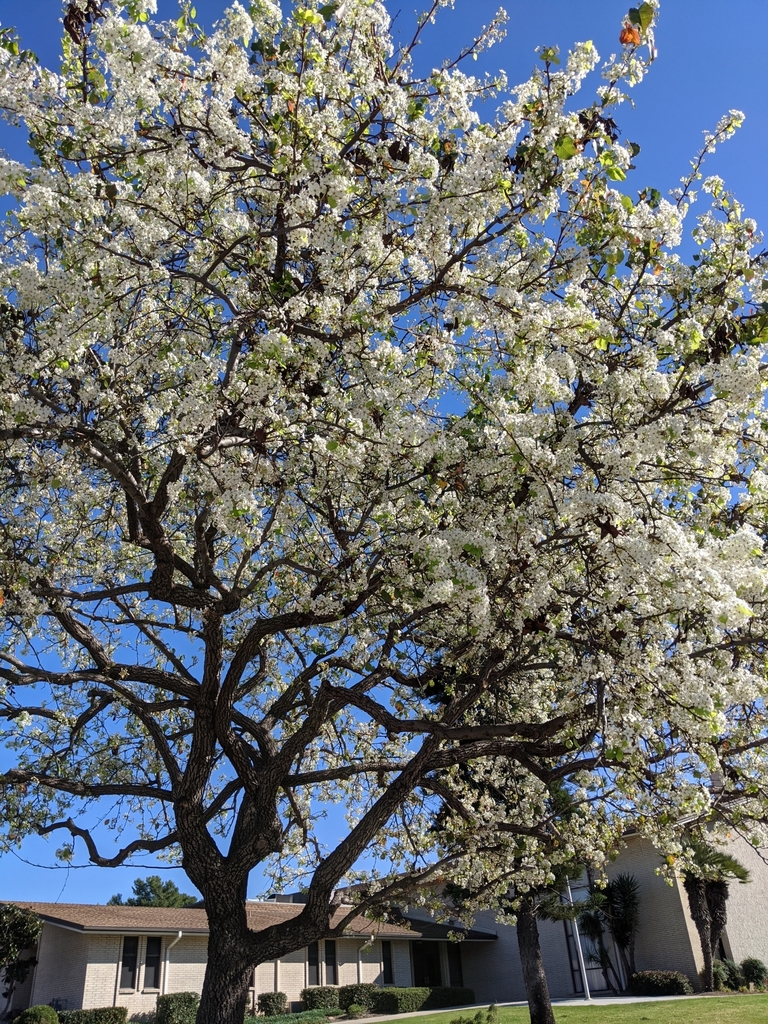 Evergreen Pear from San Diego County, US-CA, US on February 02, 2020 at ...