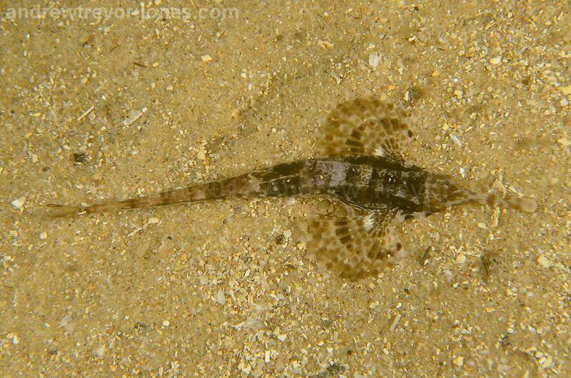 Slender Seamoth (Pegasus volitans) - Marine Life Identification