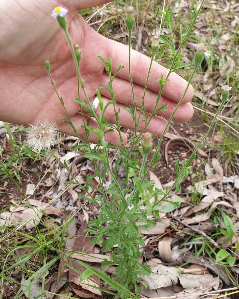 New Holland daisy (Logan native plants that look like weeds V2 ...