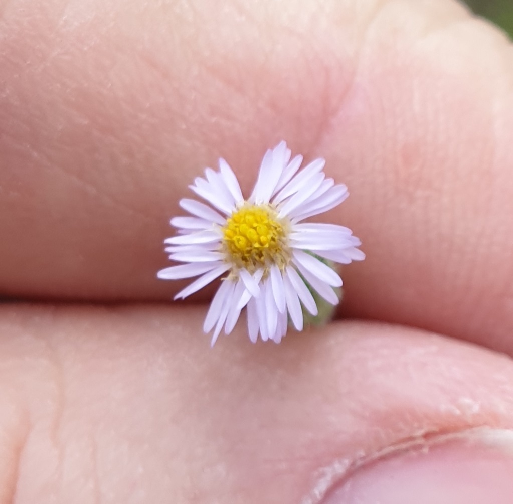 New Holland daisy (Logan native plants that look like weeds V2 ...