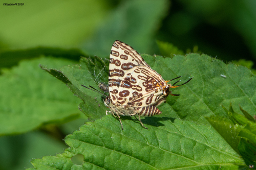 Cigaritis crustaria · iNaturalist