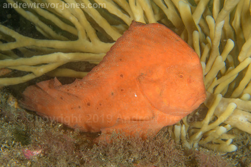 Observations by andrewtrevor-jones · iNaturalist