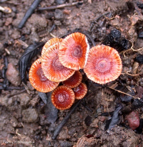 Crinipellis dipterocarpi · iNaturalist