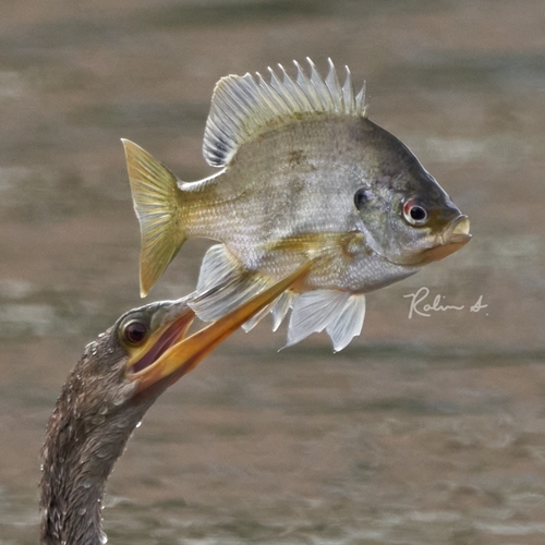 Freshwater Sunfishes, Old Wives, and Oriental Perches (Suborder ...