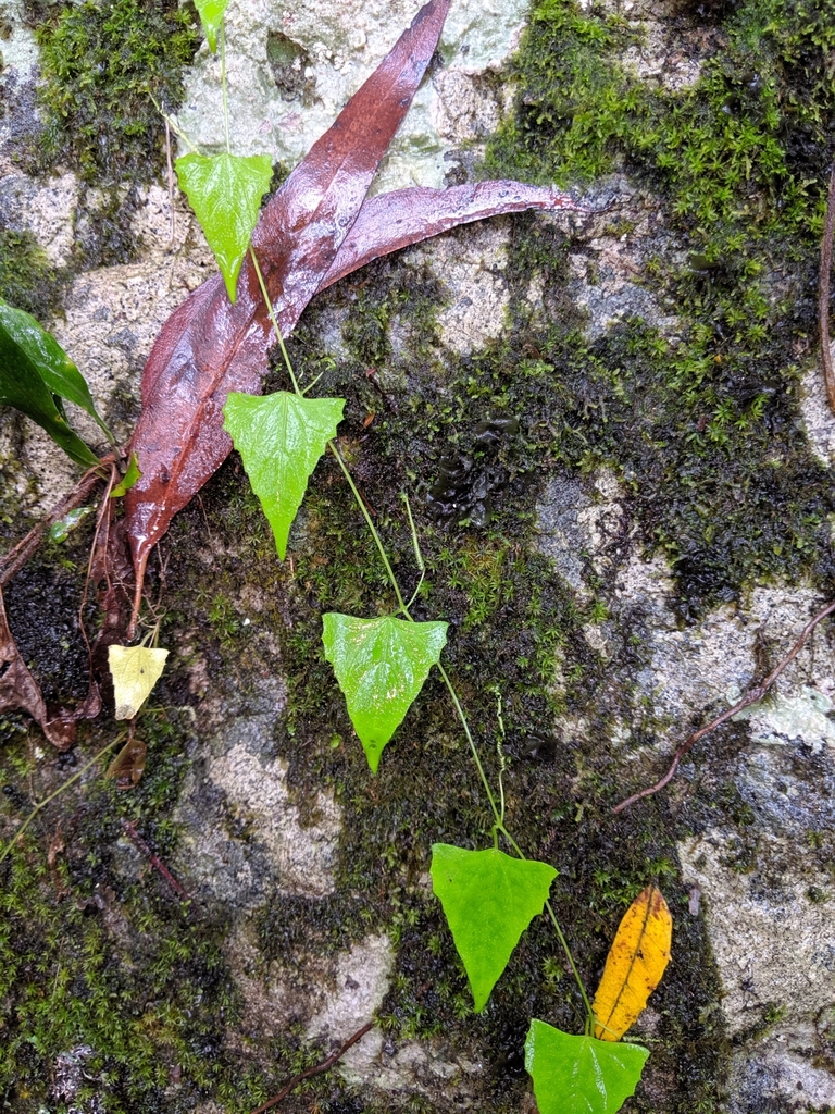 Slender Cucumber from Springbrook QLD 4213, Australia on February 6 ...