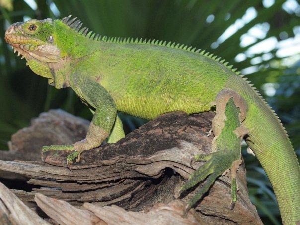 Lesser Antillean Iguana on August 31, 2009 by Paul Maier · iNaturalist